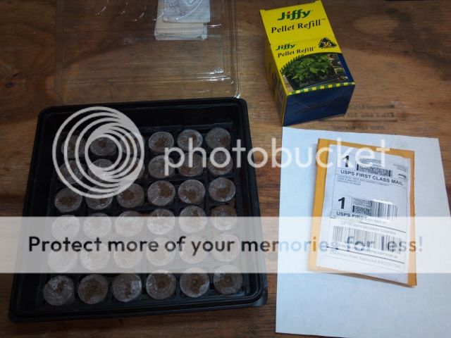 Java Black Bamboo from seed. Gigantochloa atroviolacea - bambooweb.info