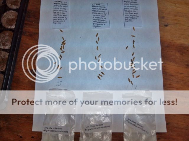 Java Black Bamboo from seed. Gigantochloa atroviolacea - bambooweb.info