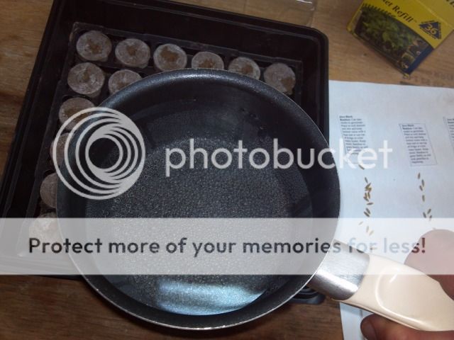 Java Black Bamboo from seed. Gigantochloa atroviolacea - bambooweb.info