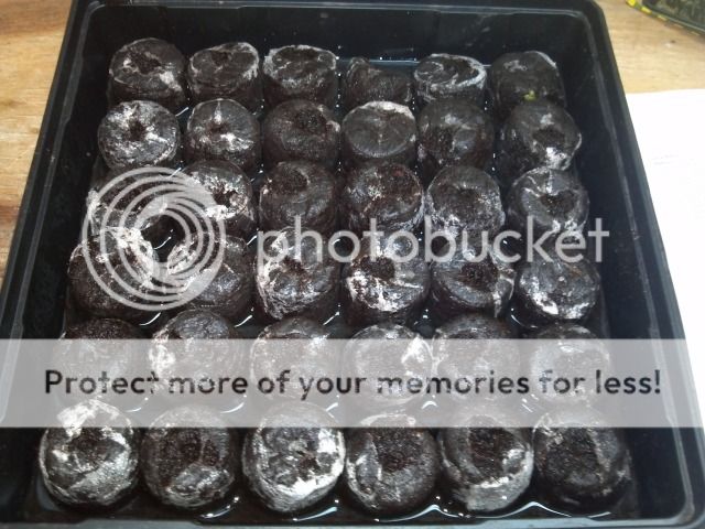 Java Black Bamboo from seed. Gigantochloa atroviolacea - bambooweb.info