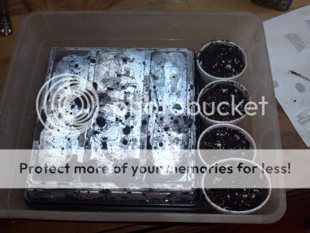 Java Black Bamboo from seed. Gigantochloa atroviolacea - bambooweb.info