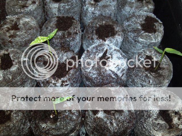 Java Black Bamboo from seed. Gigantochloa atroviolacea - bambooweb.info